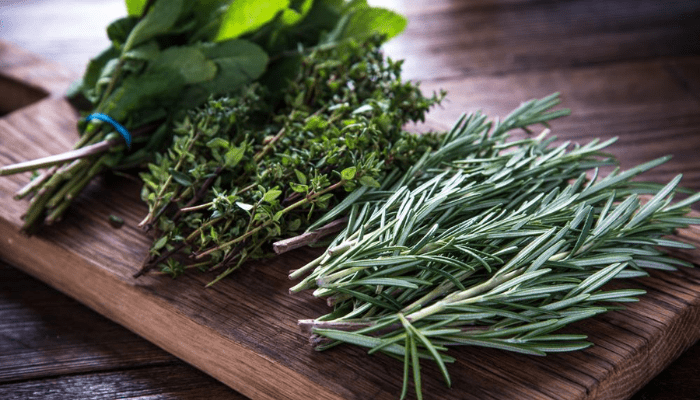 Discover The 5 Best Apps To Identify Plants 